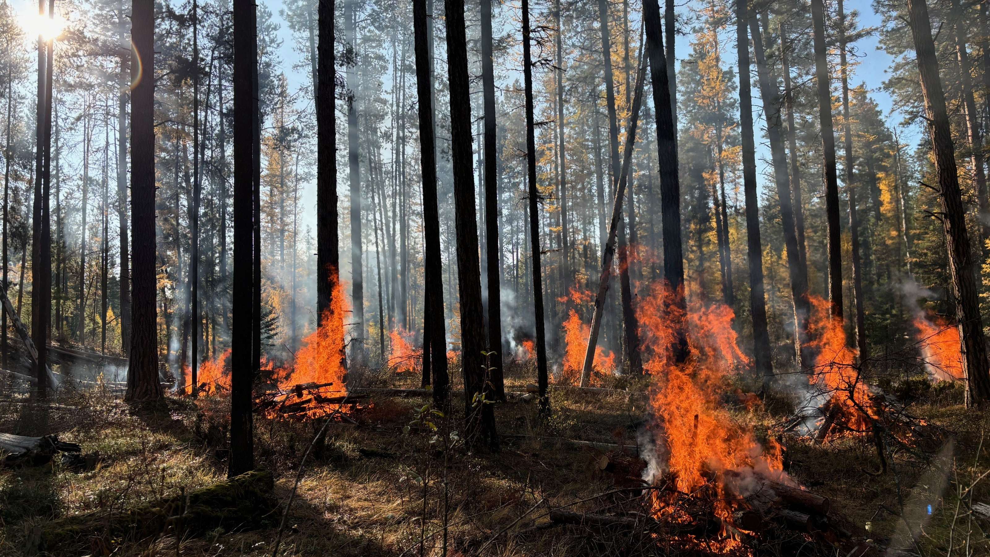 Wildfire Fuels Management & Mitigation Program | City of Kimberley